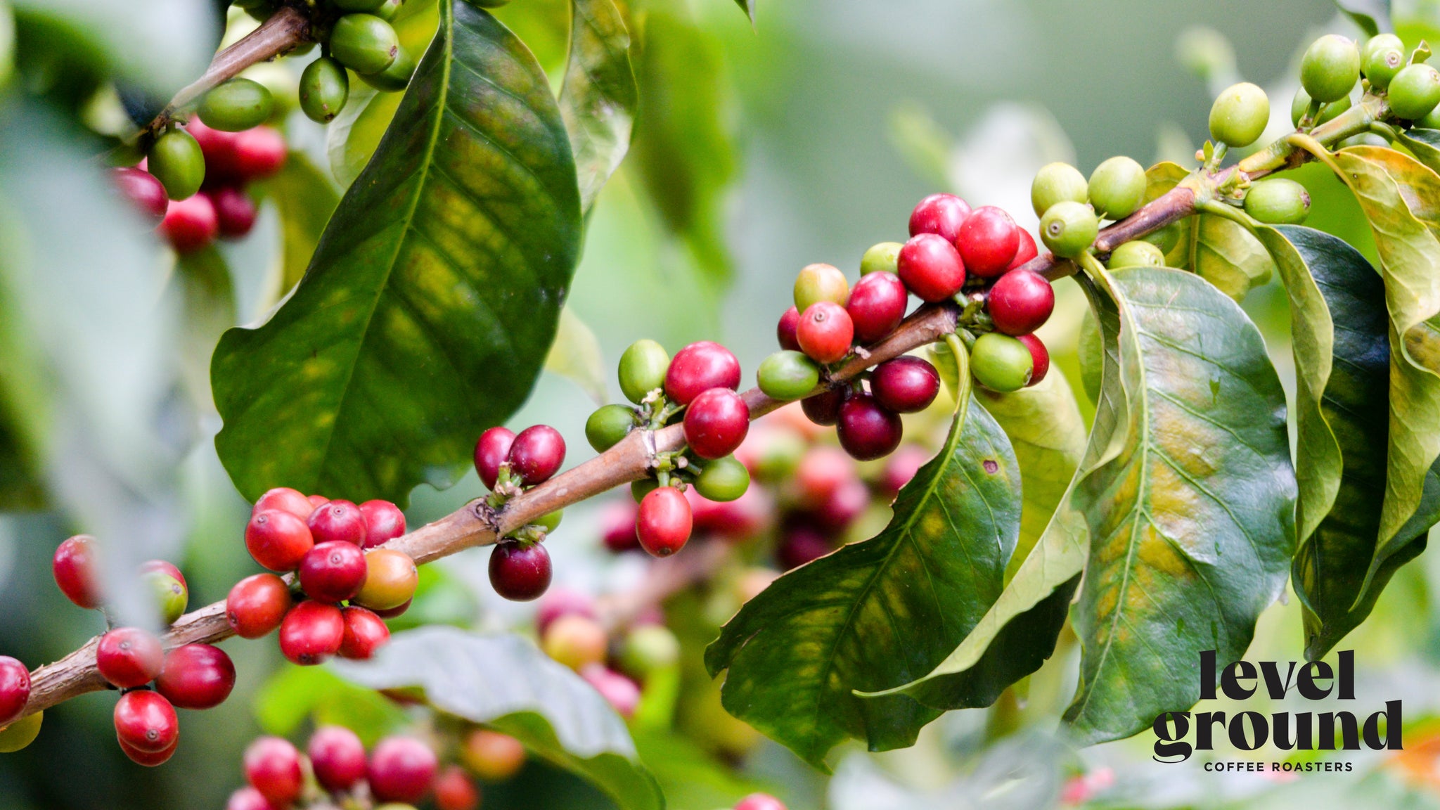 Level Ground - Coffee Roaster & Packager – Level Ground Coffee Roasters